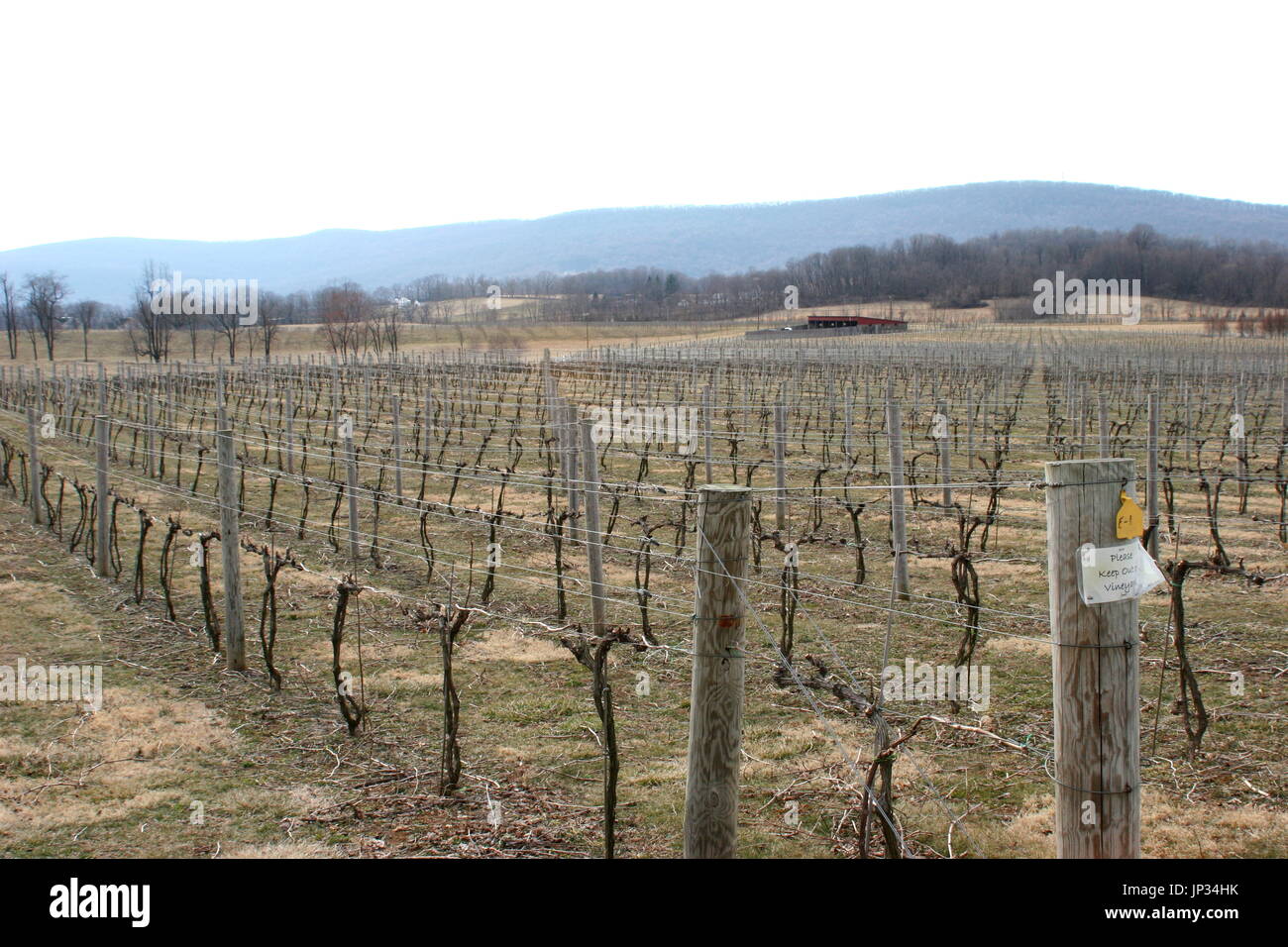Vineyards in Virginia during the winter Stock Photo - Alamy