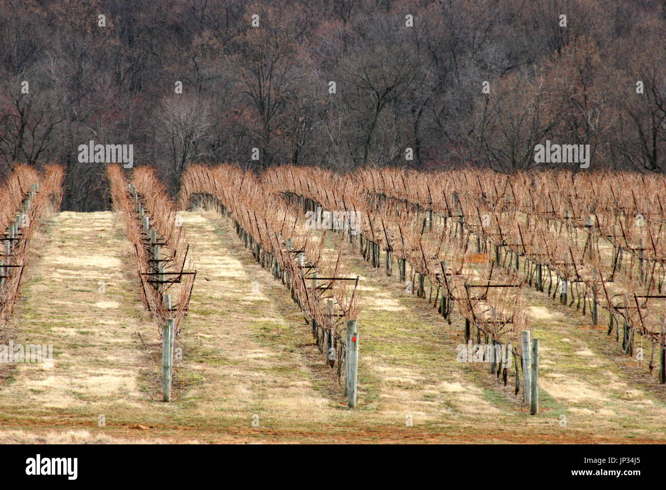 Vineyards in Virginia during the winter Stock Photo - Alamy