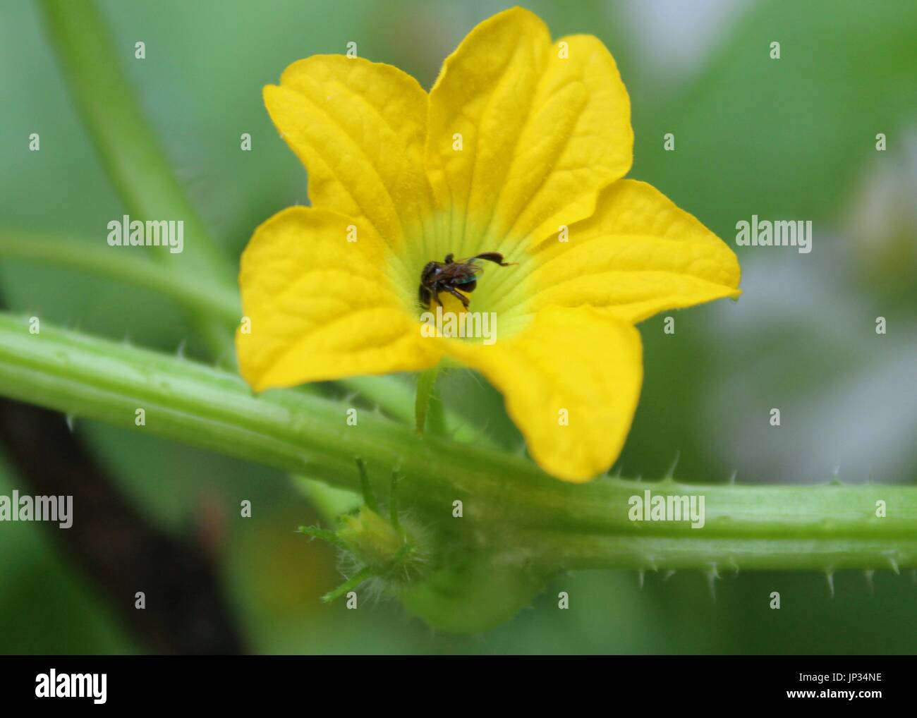Cucumber photography hi-res stock photography and images - Alamy