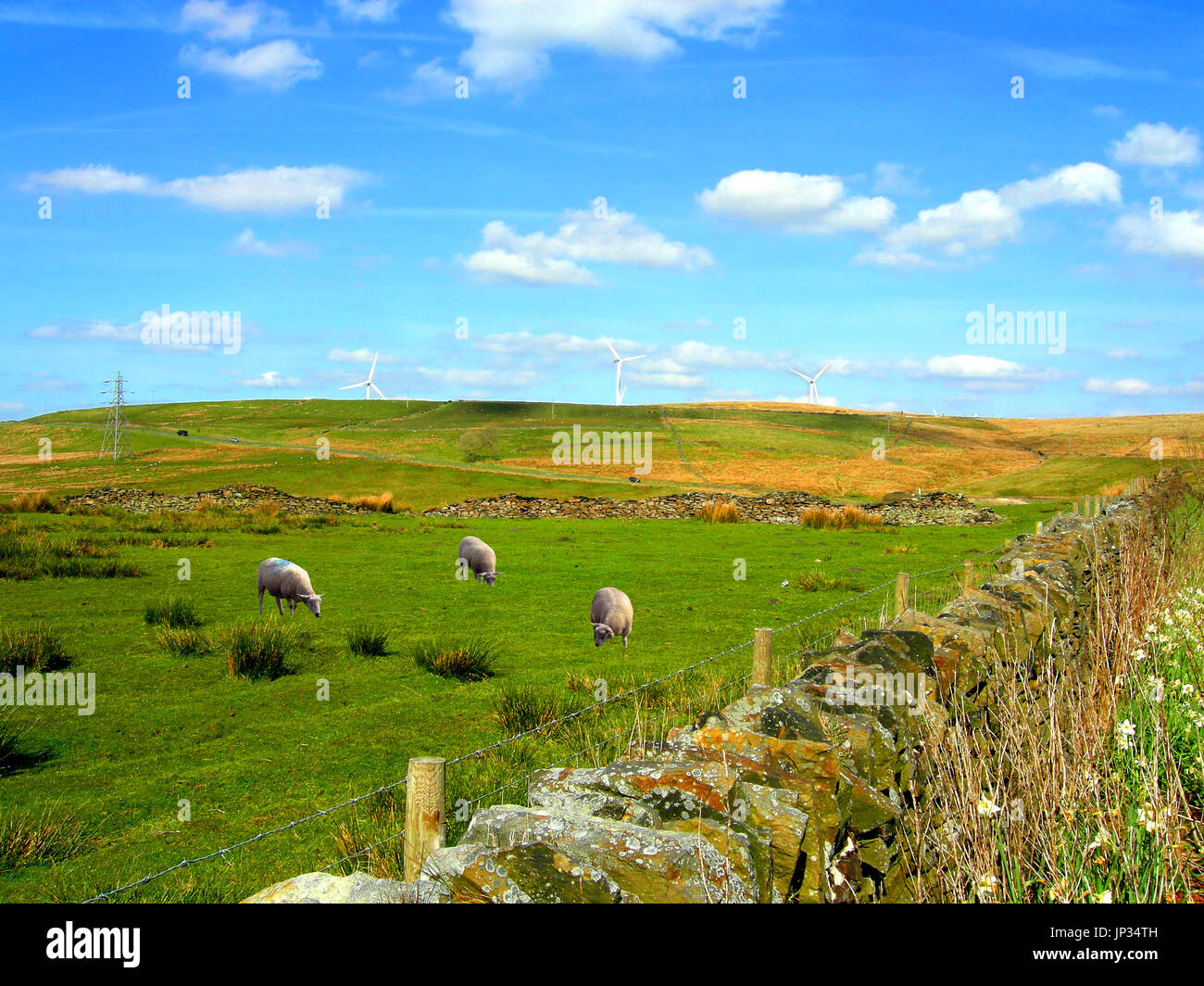 Sheep in Pick up Bank, Darwen, England UK Stock Photo - Alamy