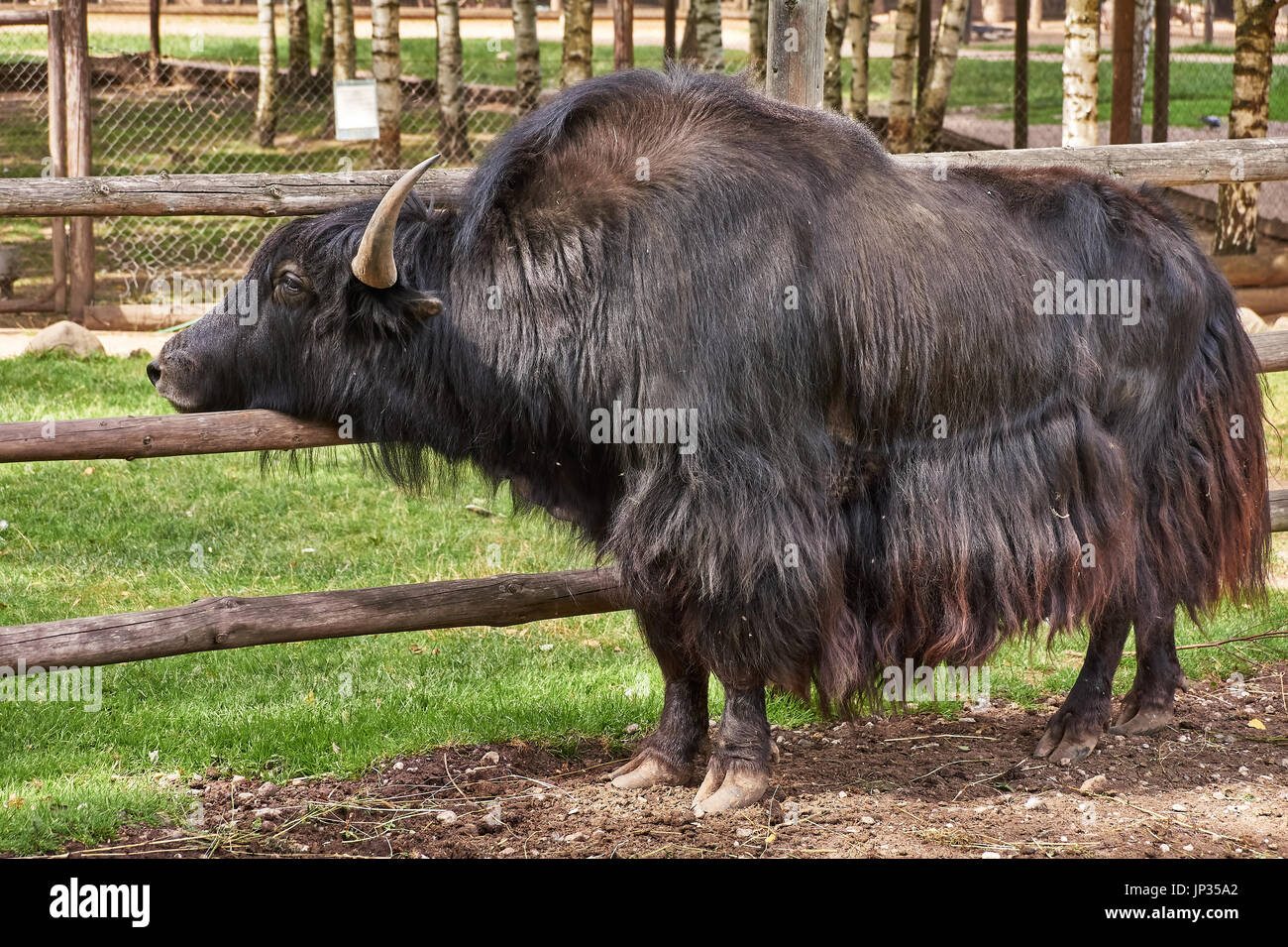 Bison close up hi-res stock photography and images - Alamy