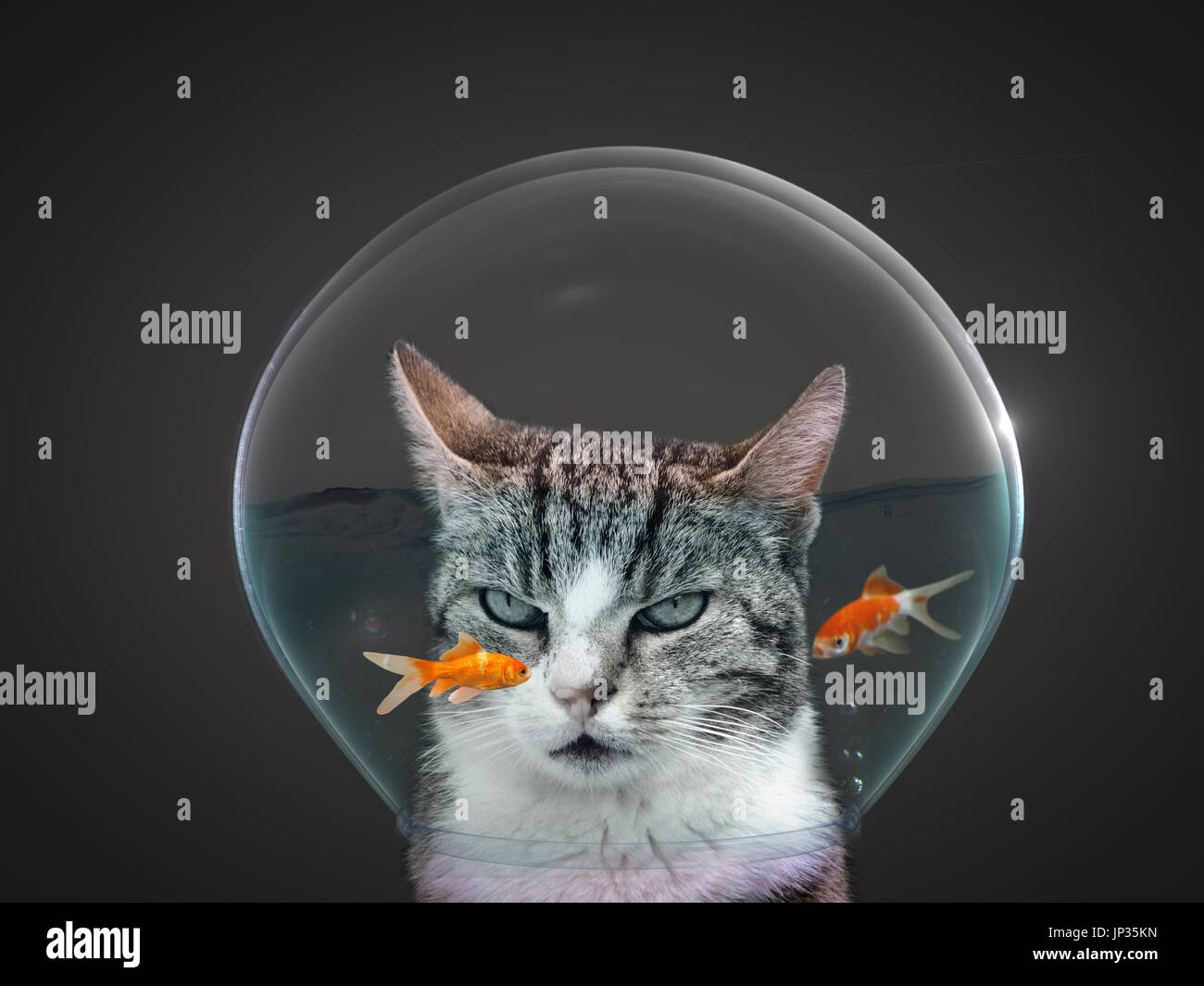 Cat fishbowl hi-res stock photography and images - Alamy
