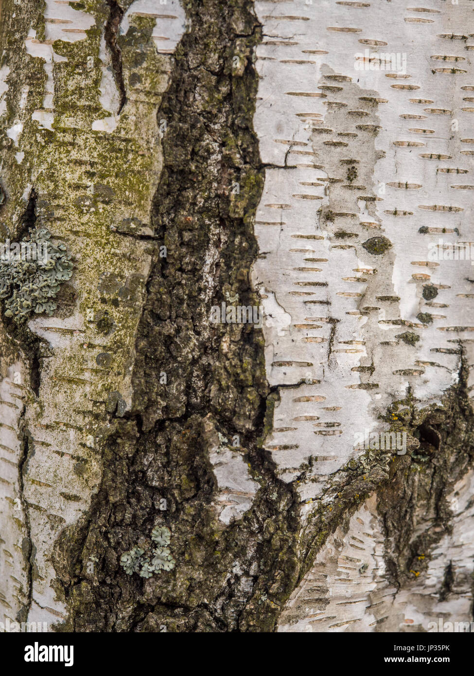 Birch tree root hi-res stock photography and images - Alamy