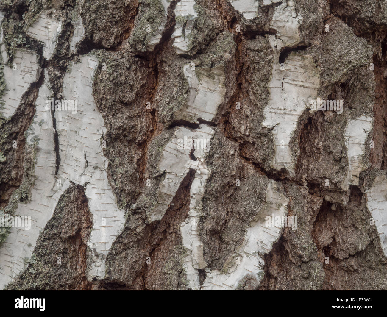 Birch tree root hi-res stock photography and images - Alamy