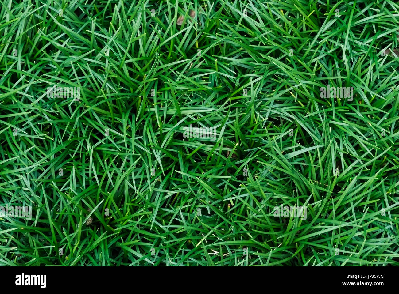 Green grass natural lawn background with top view Stock Photo - Alamy