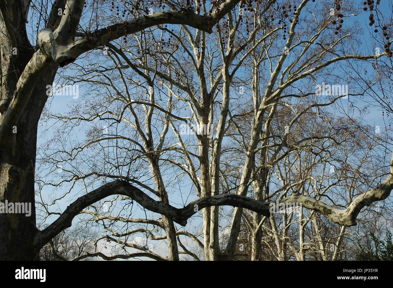 trees in winter Stock Photo - Alamy