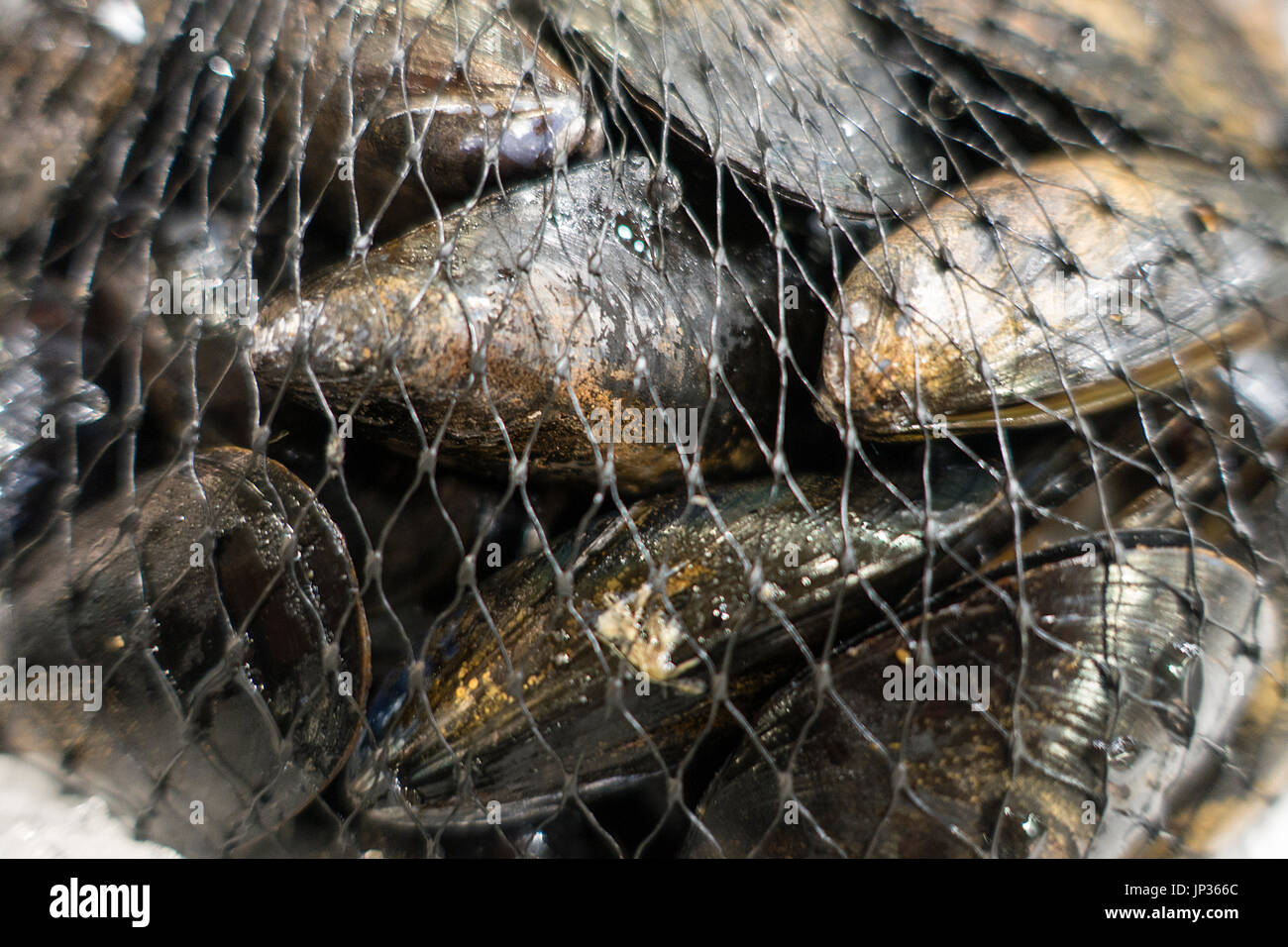 Shelled crustacean hi-res stock photography and images - Alamy