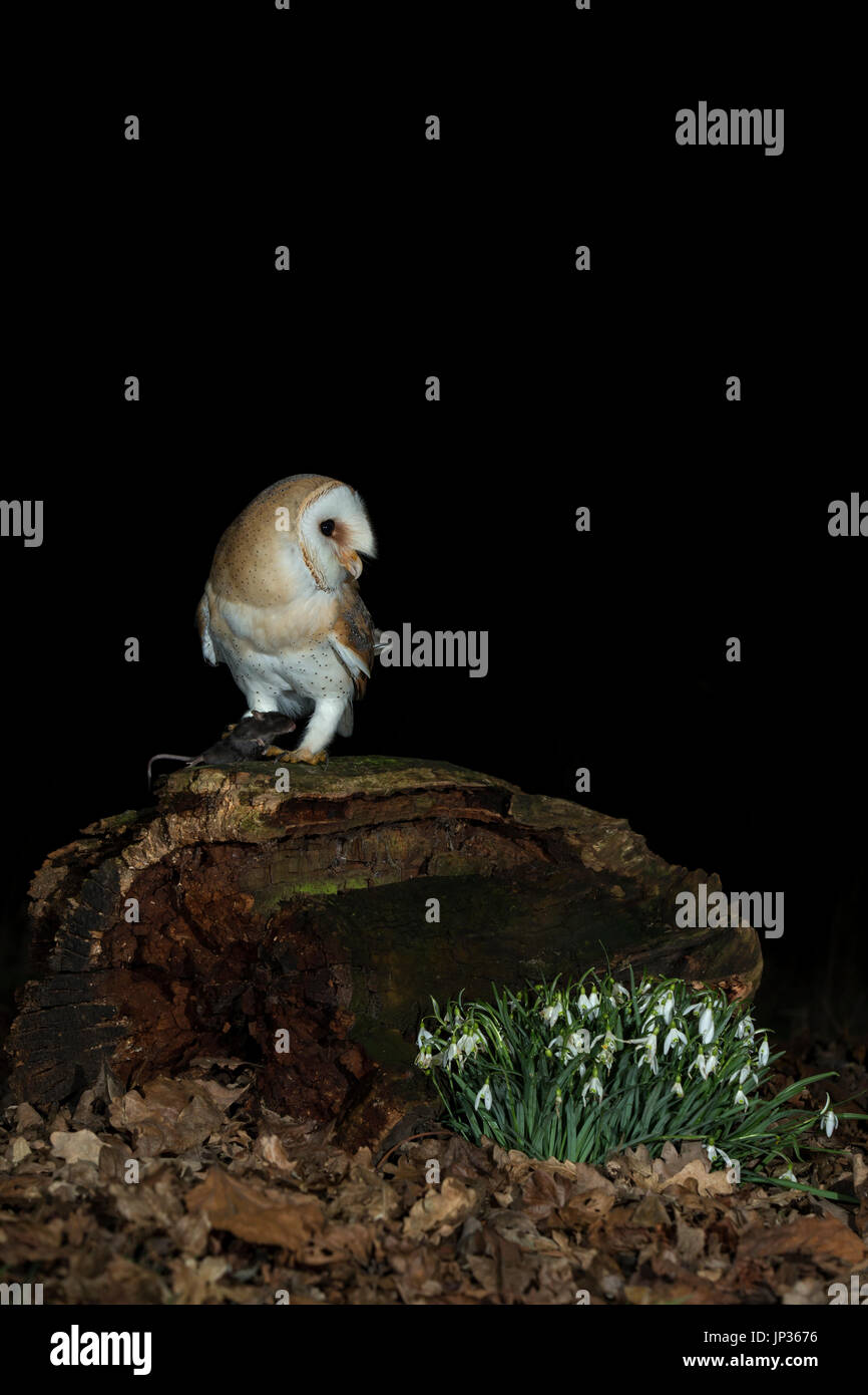 Barn owl uk dark hi-res stock photography and images - Alamy