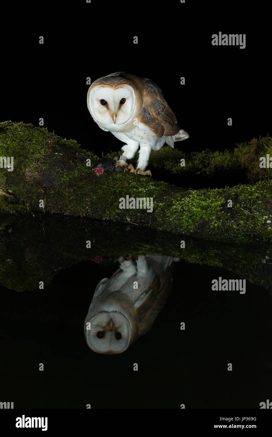 Owl water reflection bird hi-res stock photography and images - Alamy