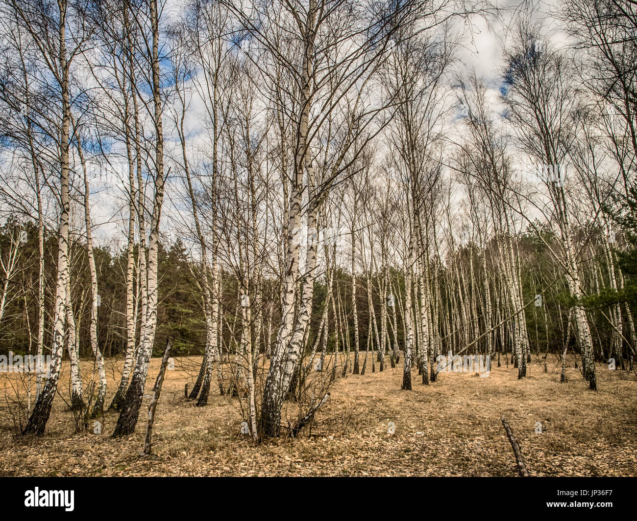 Birch copse hi-res stock photography and images - Alamy