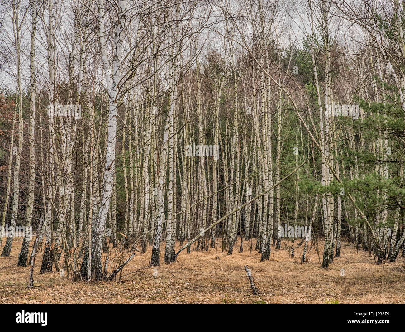 Birch copse in Polish forest in spring Stock Photo - Alamy