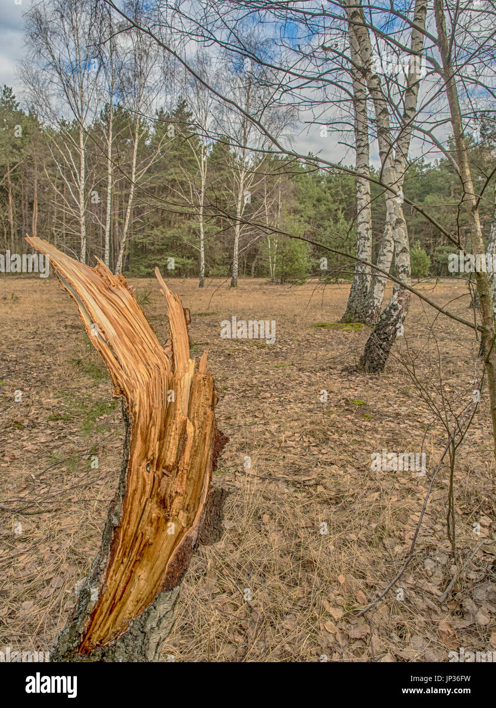 The uneven trunk of a broken tree with a birch pine forest in a ...