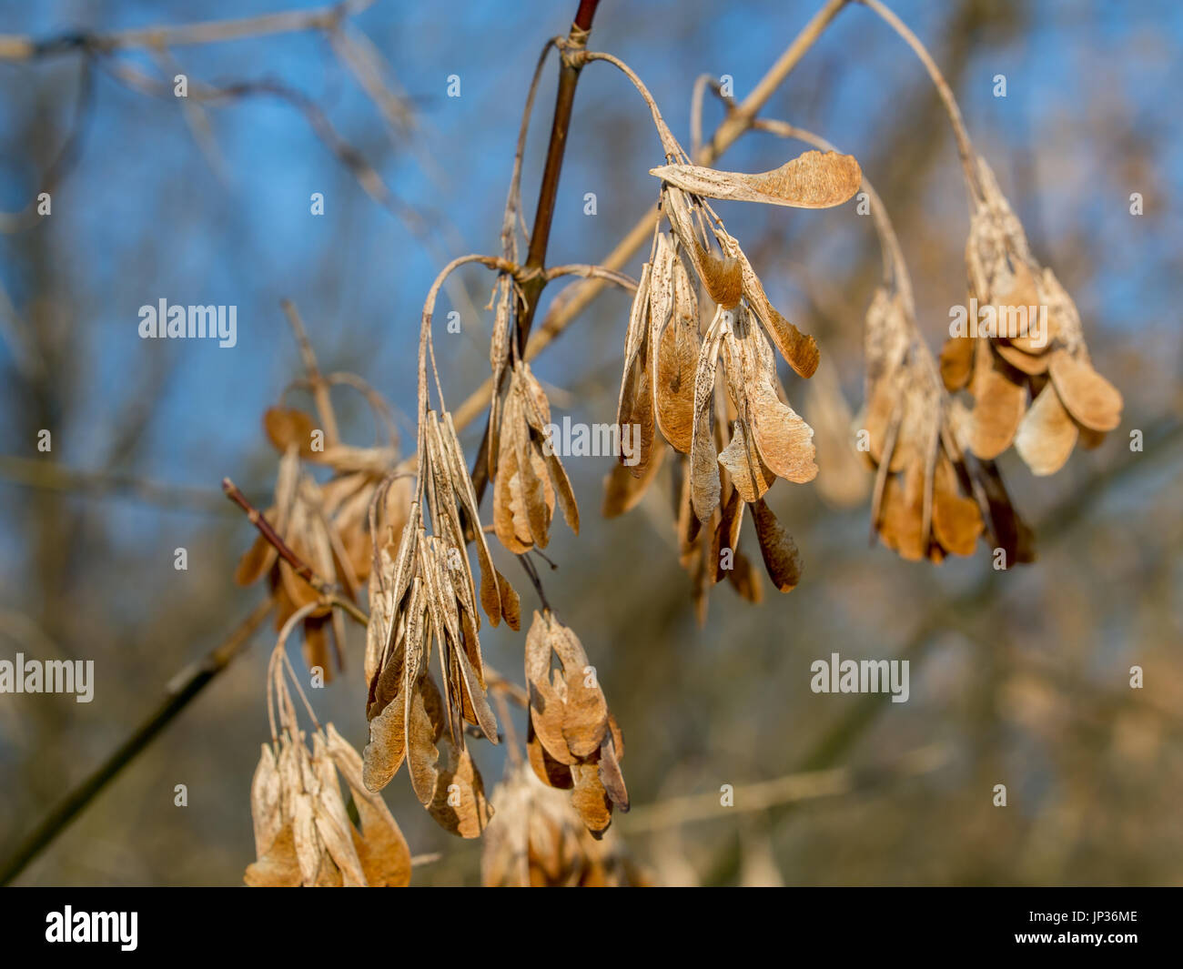 Dry 'noses' on a maple tree in winter Stock Photo - Alamy