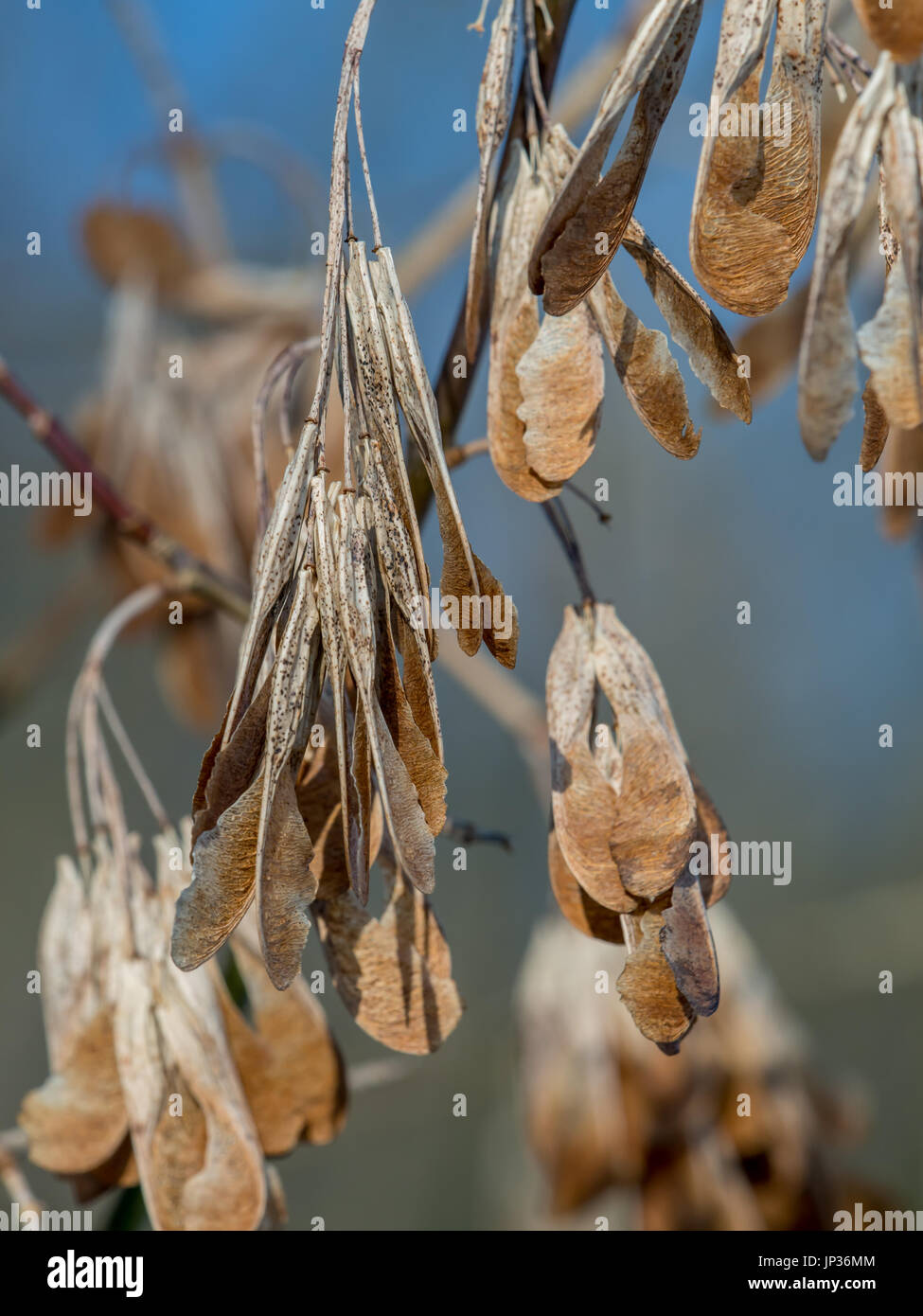 Dry 'noses' on a maple tree in winter Stock Photo - Alamy