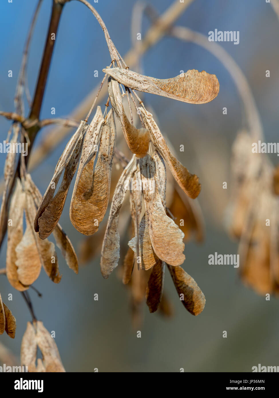 Dry 'noses' on a maple tree in winter Stock Photo - Alamy
