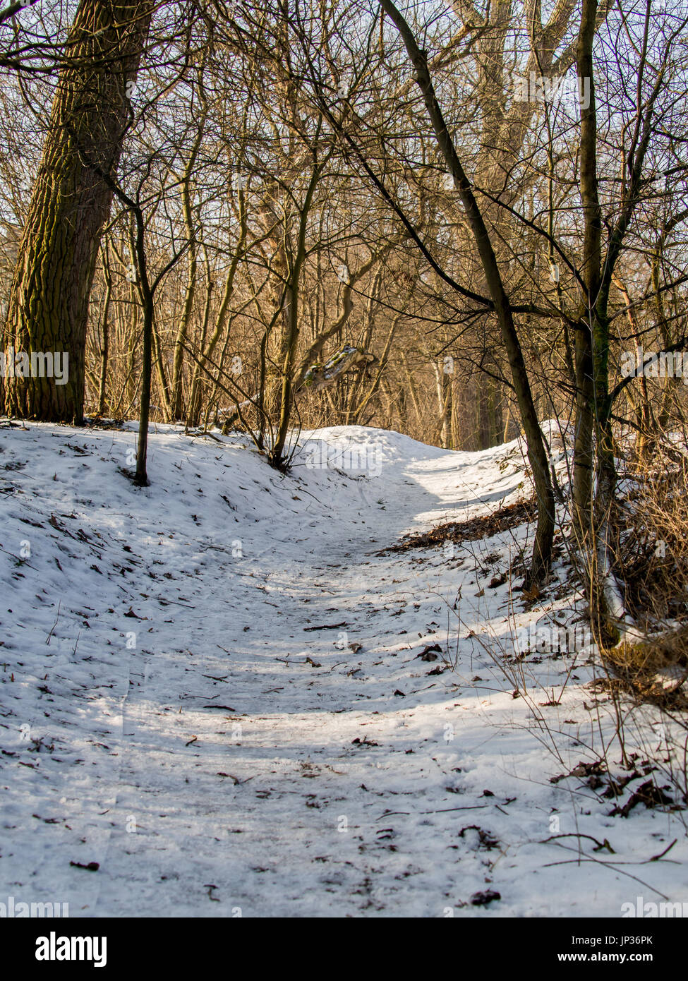 Snow-covered forest path along the Swider River in Jozefow Stock Photo ...