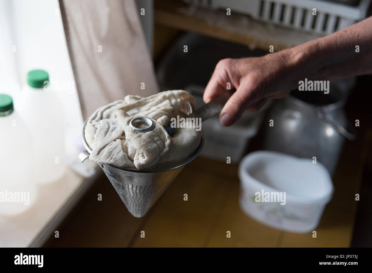 Making goat cheese at a mountain farm. This cheese is made from two ...