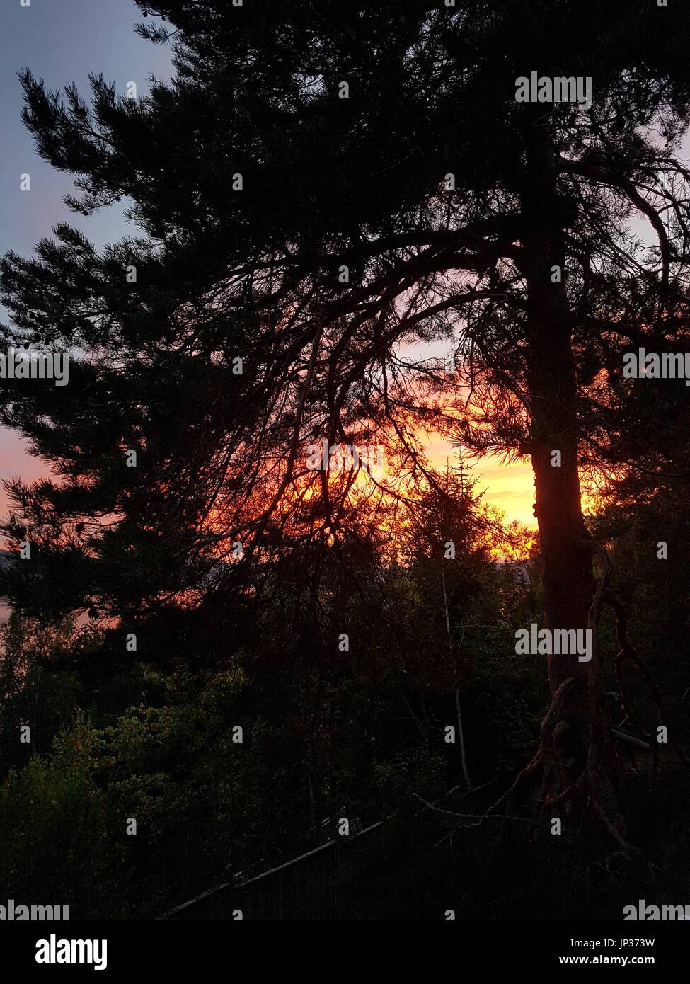 Dark trees in foreground hi-res stock photography and images - Alamy