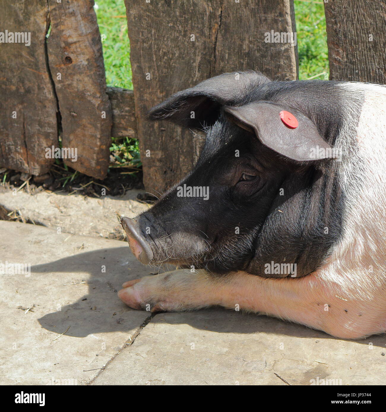 Closeup portrait of a British Saddleback Pig (Sus scrofa domesticus) in ...
