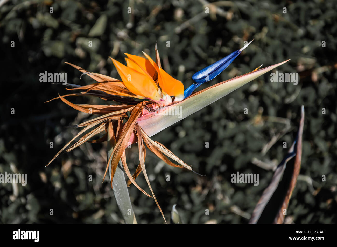 Oiseaux du paradis plante hi-res stock photography and images - Alamy