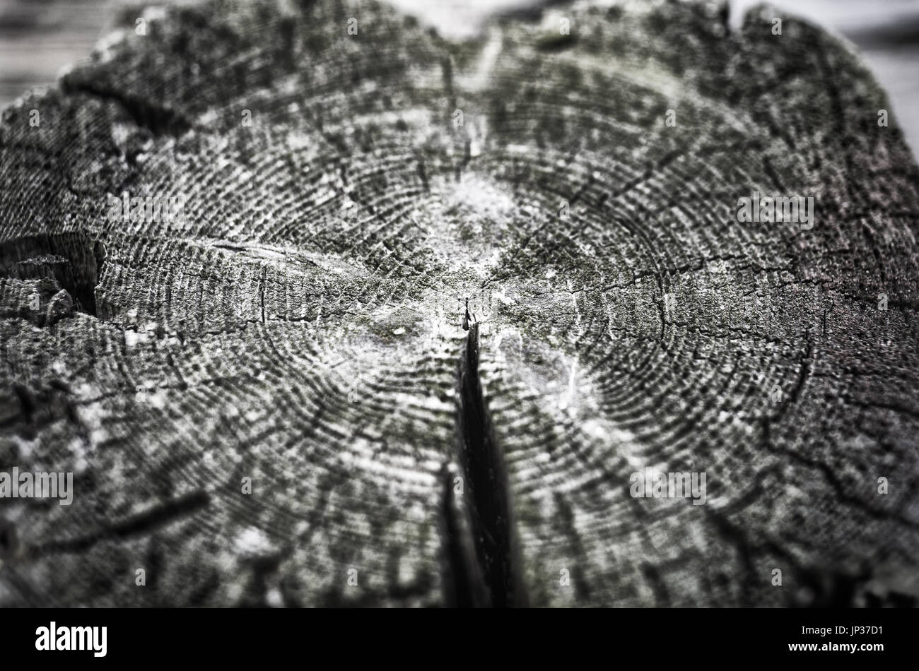 Old grey tree stump. Close up wood texture Stock Photo - Alamy