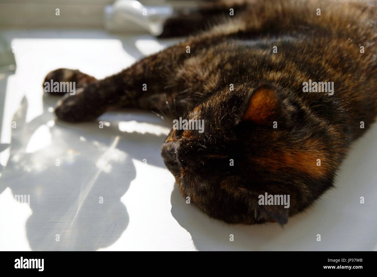 Sleeping Tortoise Shell House Cat Stock Photo - Alamy