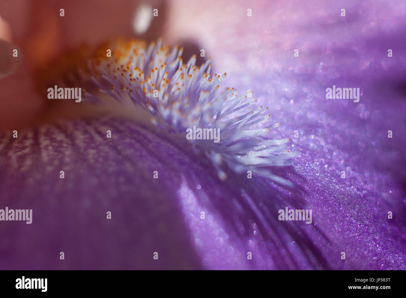 macro closeup of iris's beard Stock Photo - Alamy