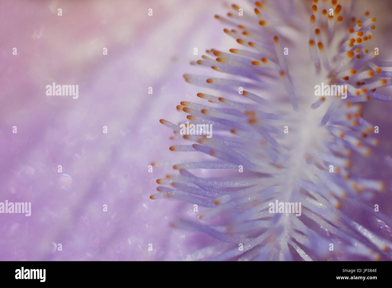 closeup of iris beard flower Stock Photo - Alamy