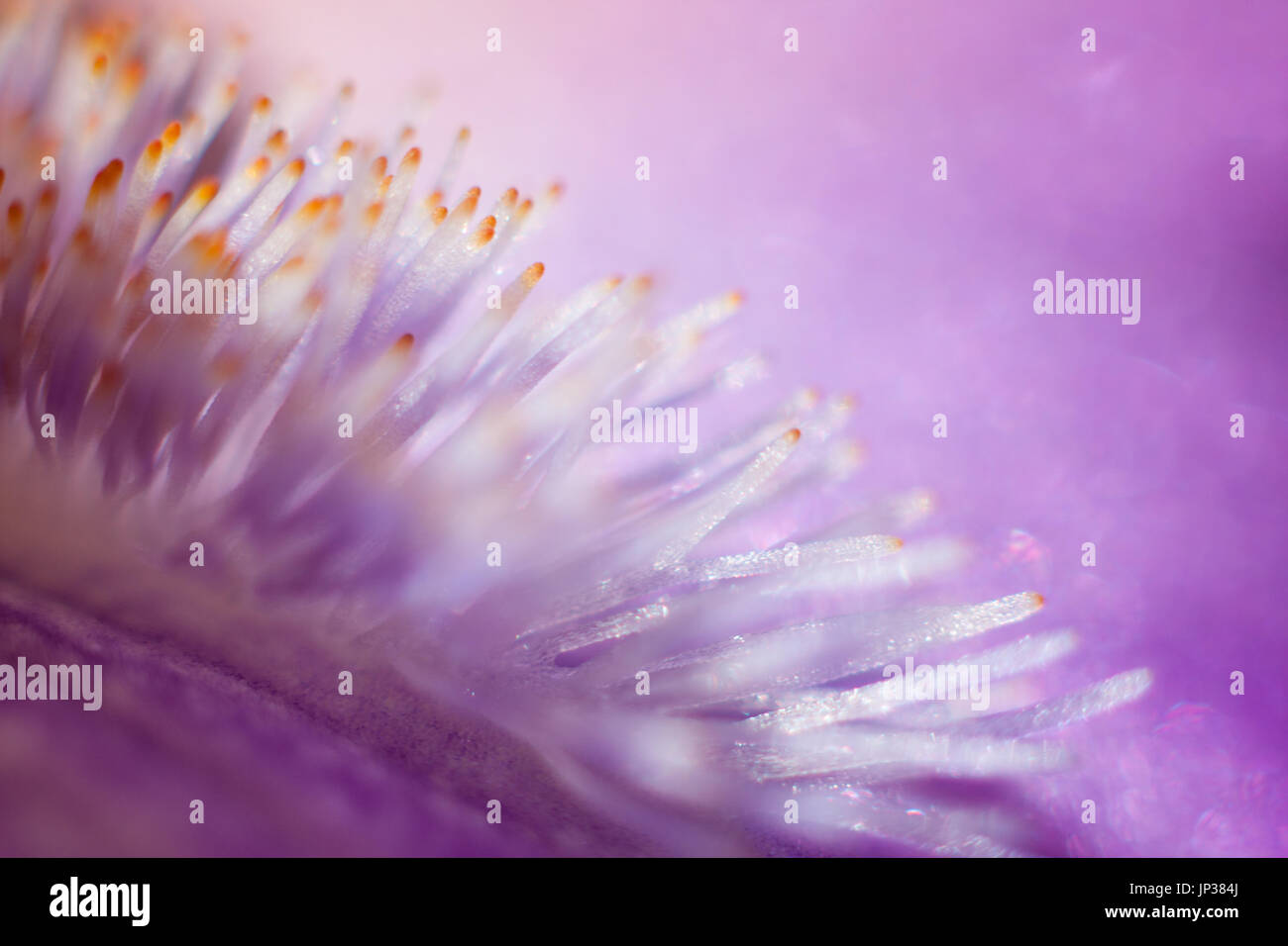 macro of iris flower's beard Stock Photo - Alamy