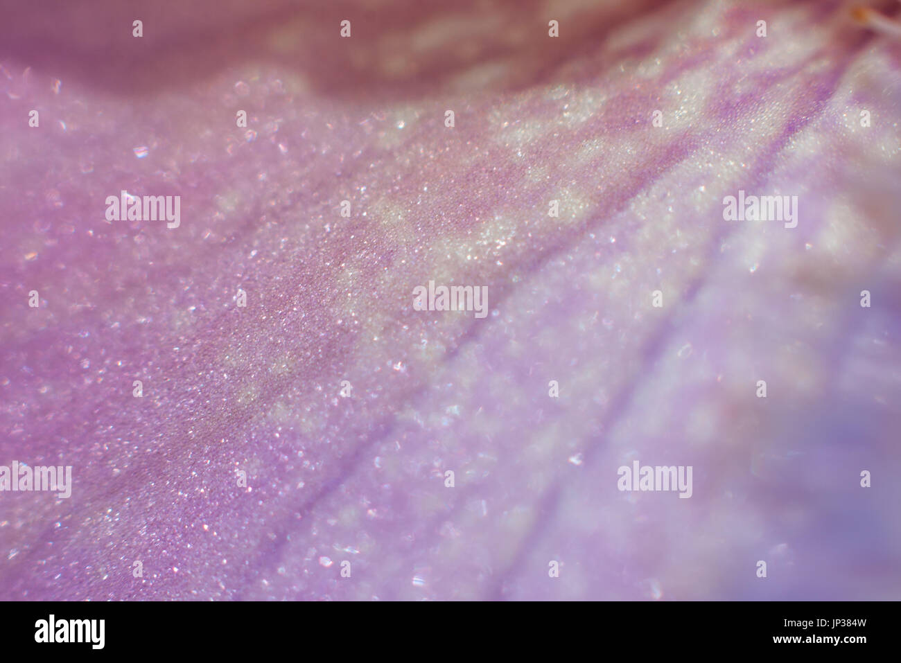 Petal texture hi-res stock photography and images - Alamy