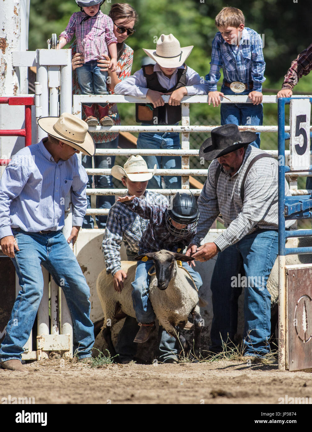 Young children riding sheep in a Mutton Busting even at the Scott ...