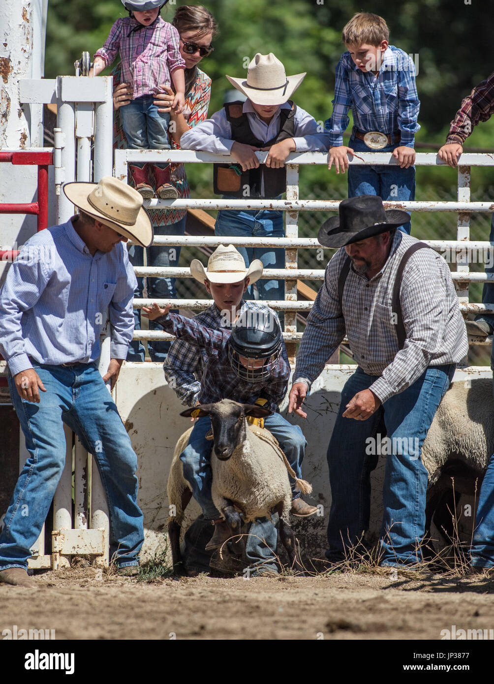 Young children riding sheep in a Mutton Busting even at the Scott ...