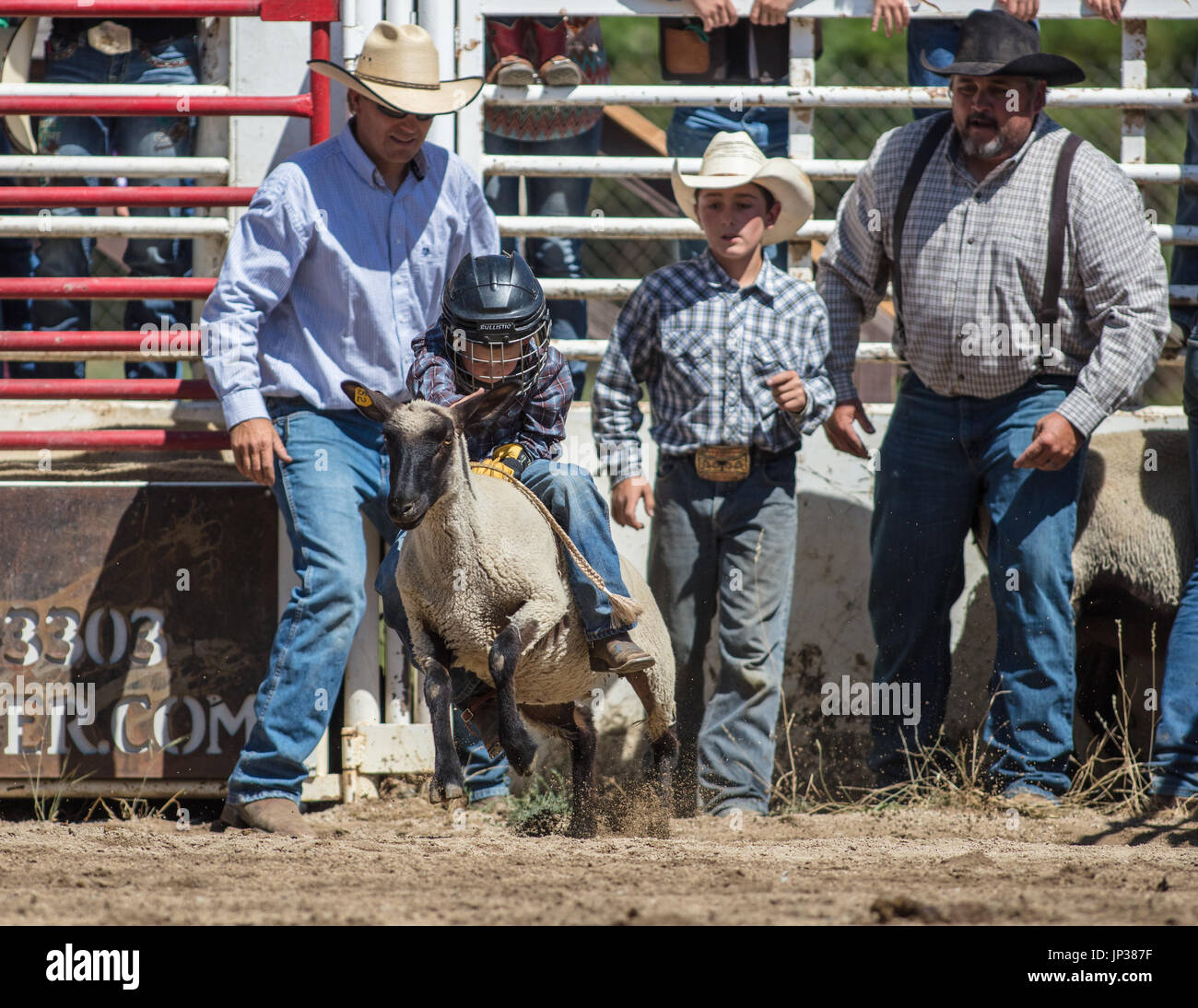 Young children riding sheep in a Mutton Busting even at the Scott ...