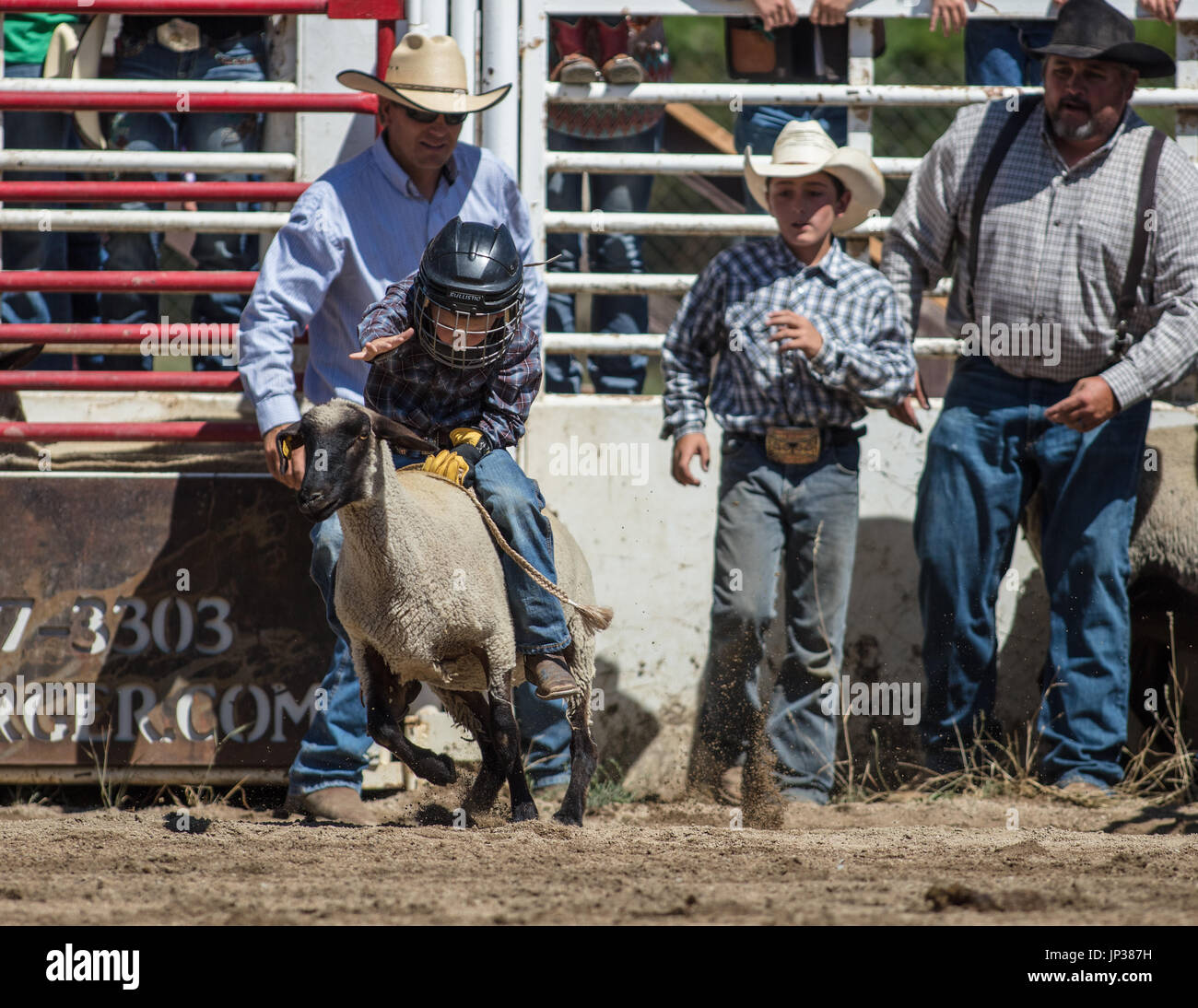 California rodeo sheep hi-res stock photography and images - Alamy