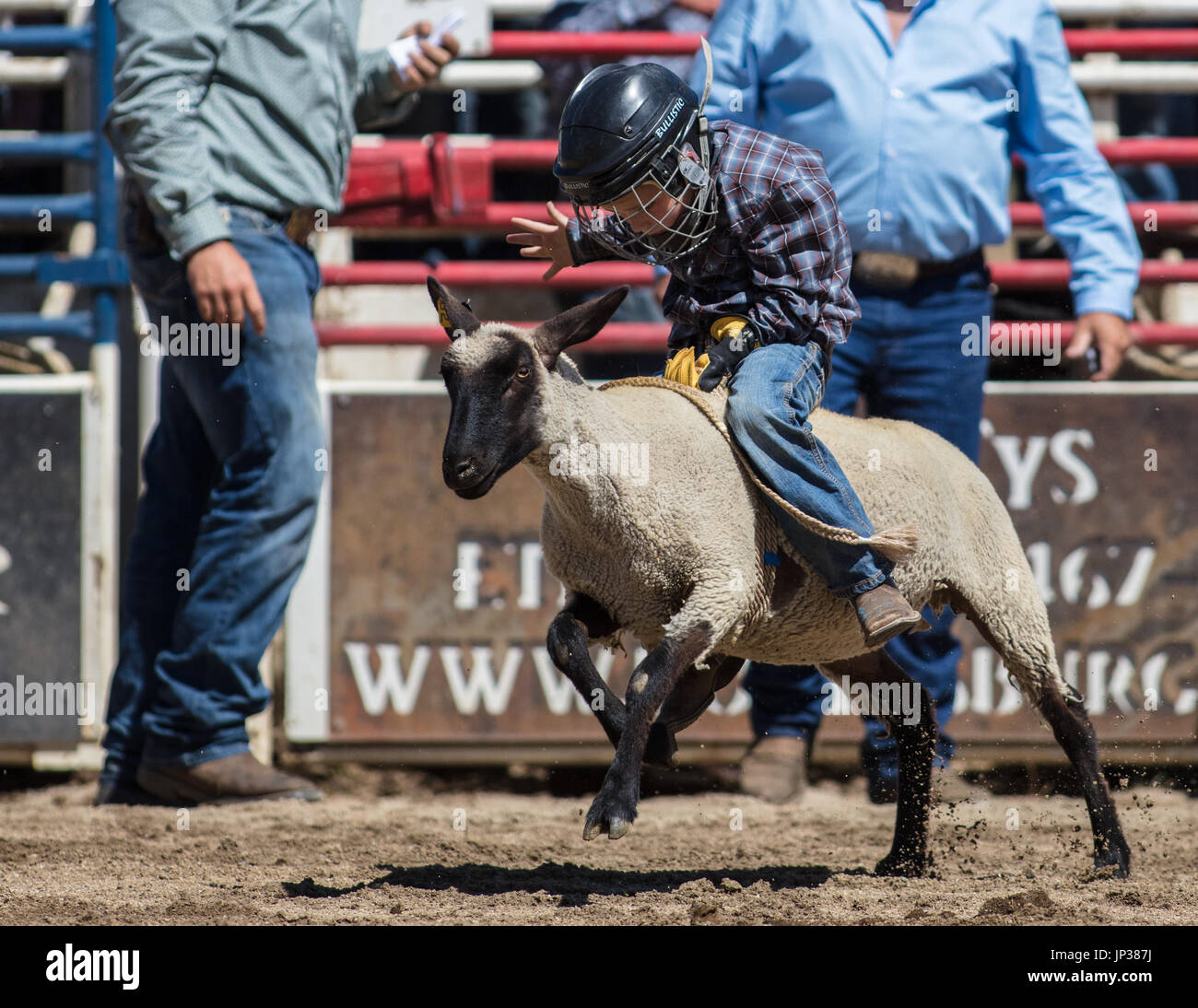 Young children riding sheep in a Mutton Busting even at the Scott ...
