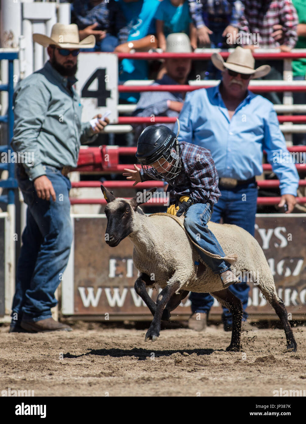 Young children riding sheep in a Mutton Busting even at the Scott ...