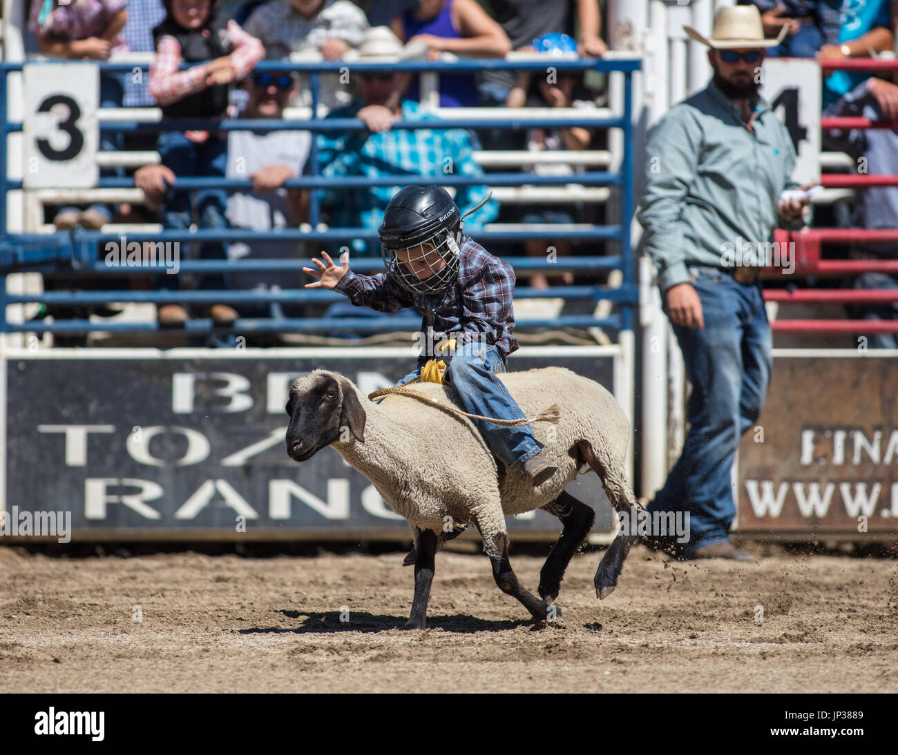 Young children riding sheep in a Mutton Busting even at the Scott ...