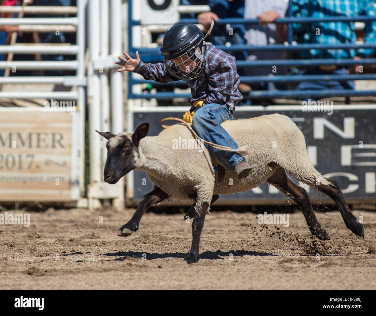 Mutton busting riding sheep kids hi-res stock photography and images ...