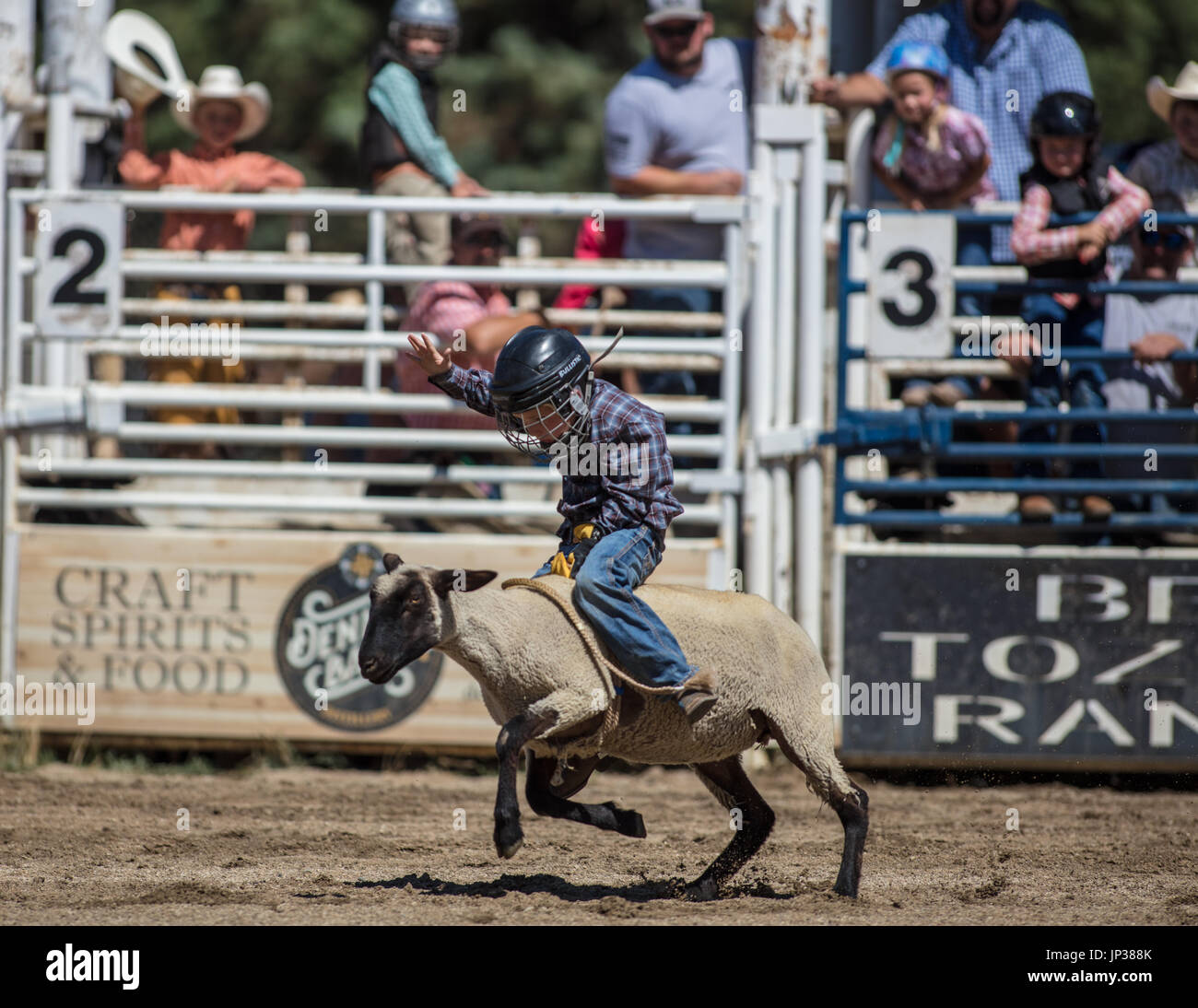 Young children riding sheep in a Mutton Busting even at the Scott ...