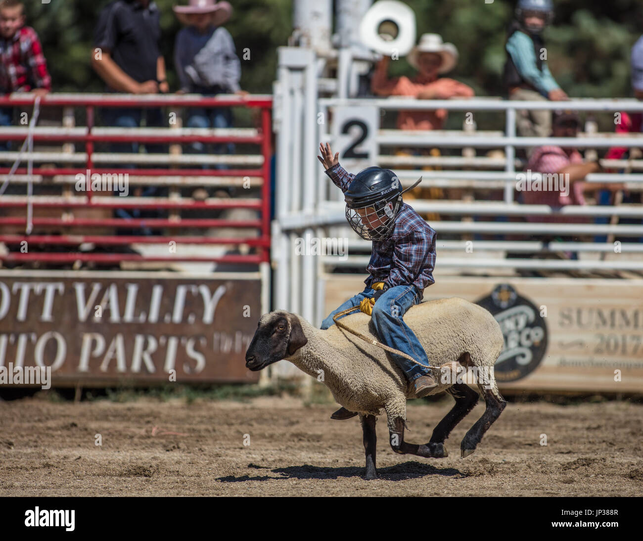 California rodeo sheep hi-res stock photography and images - Alamy