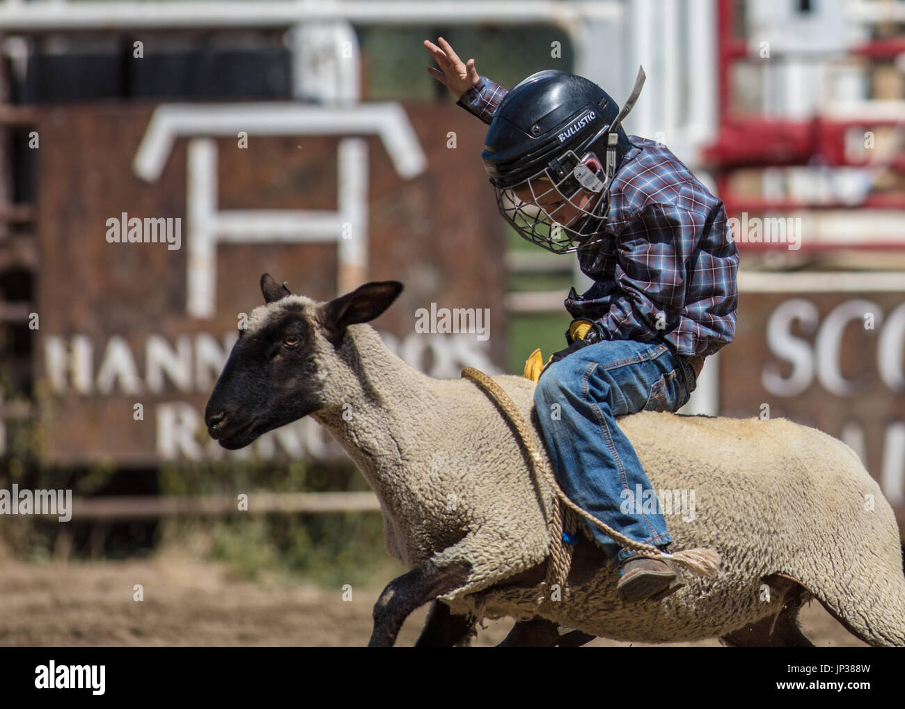 Young children riding sheep in a Mutton Busting even at the Scott ...