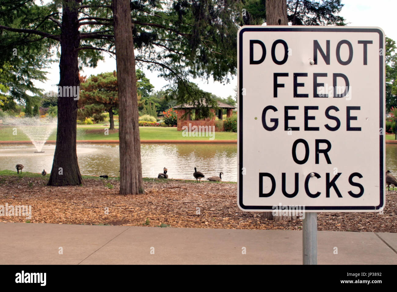 White duck water feed hi-res stock photography and images - Alamy