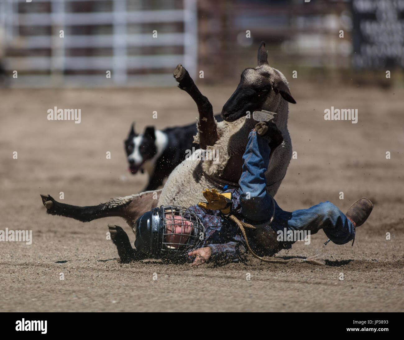 Young children riding sheep in a Mutton Busting even at the Scott ...
