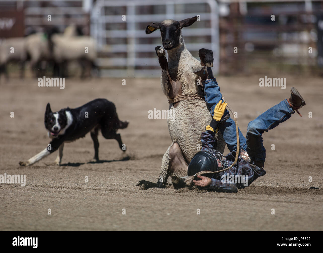 Young children riding sheep in a Mutton Busting even at the Scott ...