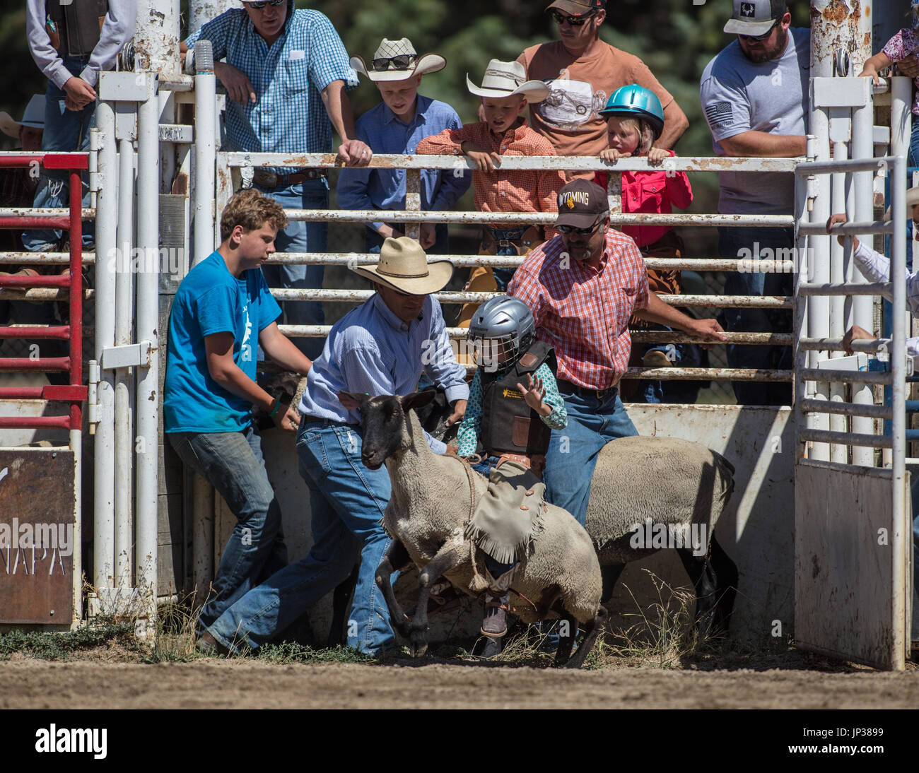 Young children riding sheep in a Mutton Busting even at the Scott ...