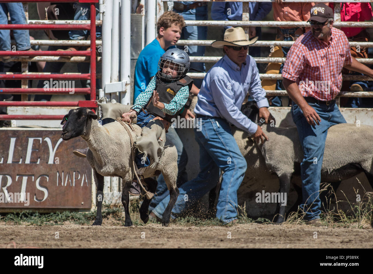 Young children riding sheep in a Mutton Busting even at the Scott ...