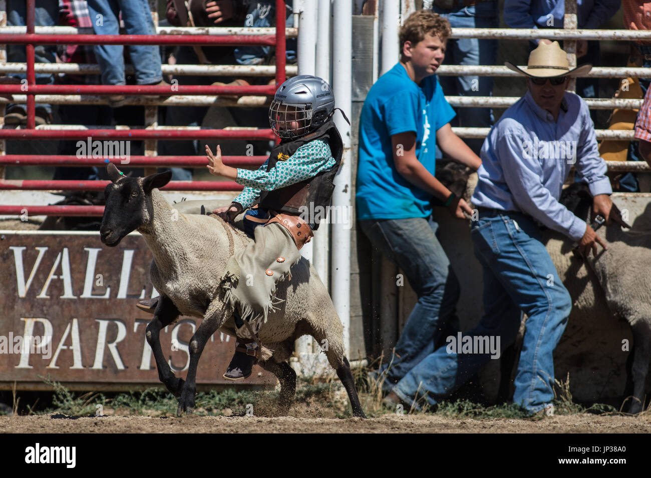 Riding sheep hi-res stock photography and images - Alamy