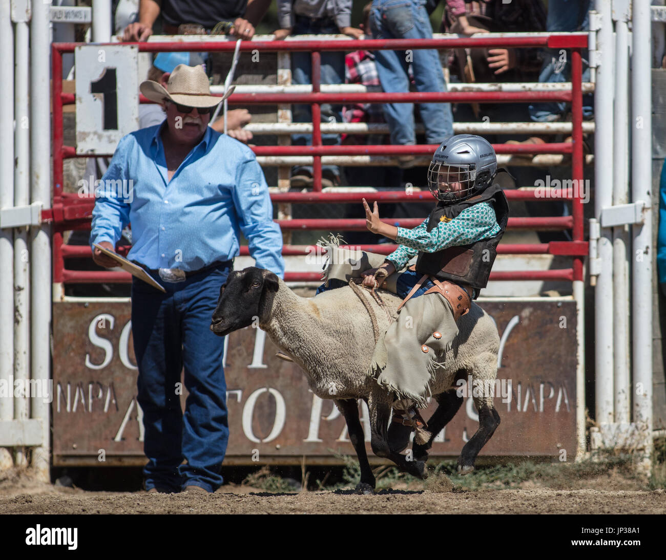 California rodeo sheep hi-res stock photography and images - Alamy
