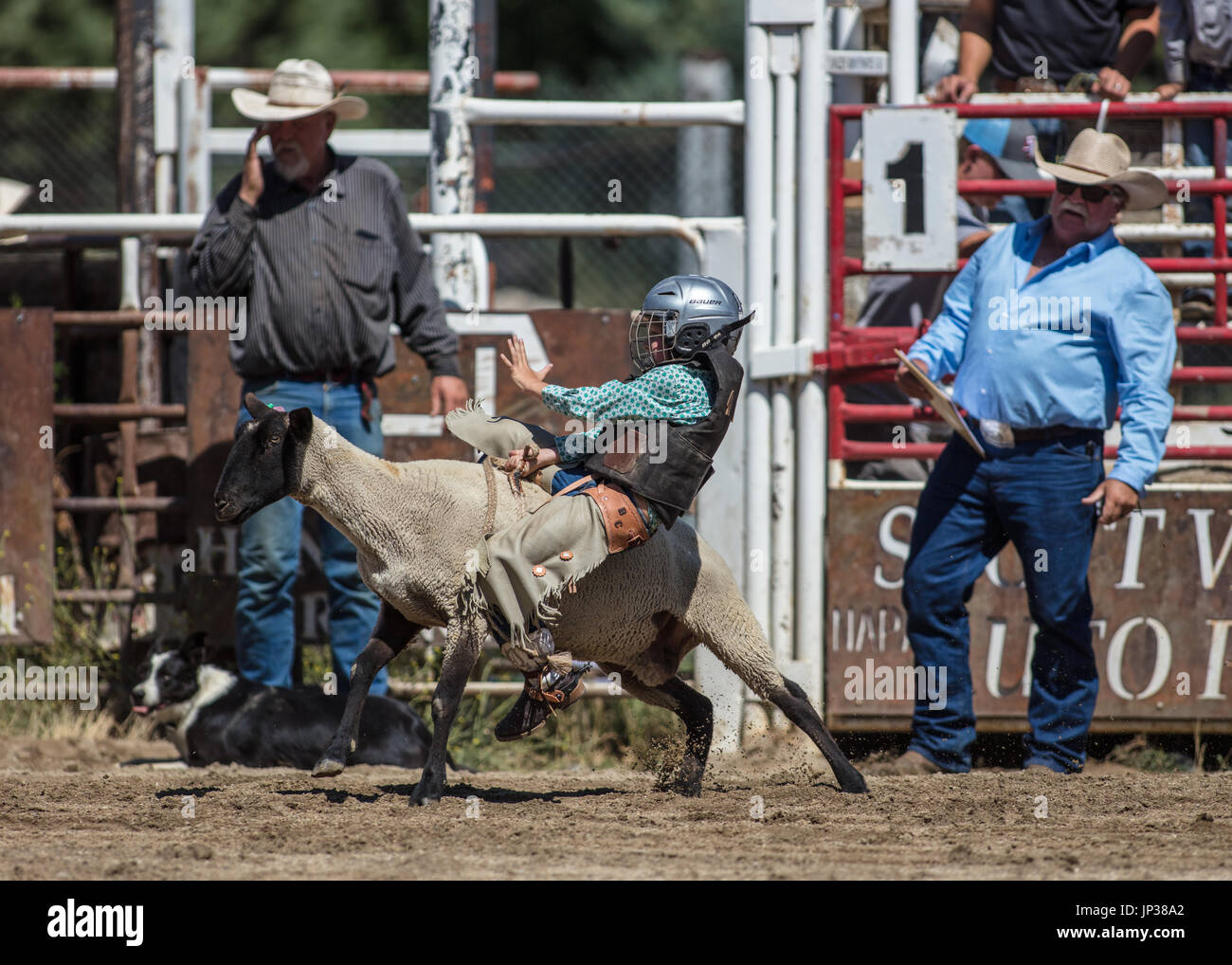 Young children riding sheep in a Mutton Busting even at the Scott ...