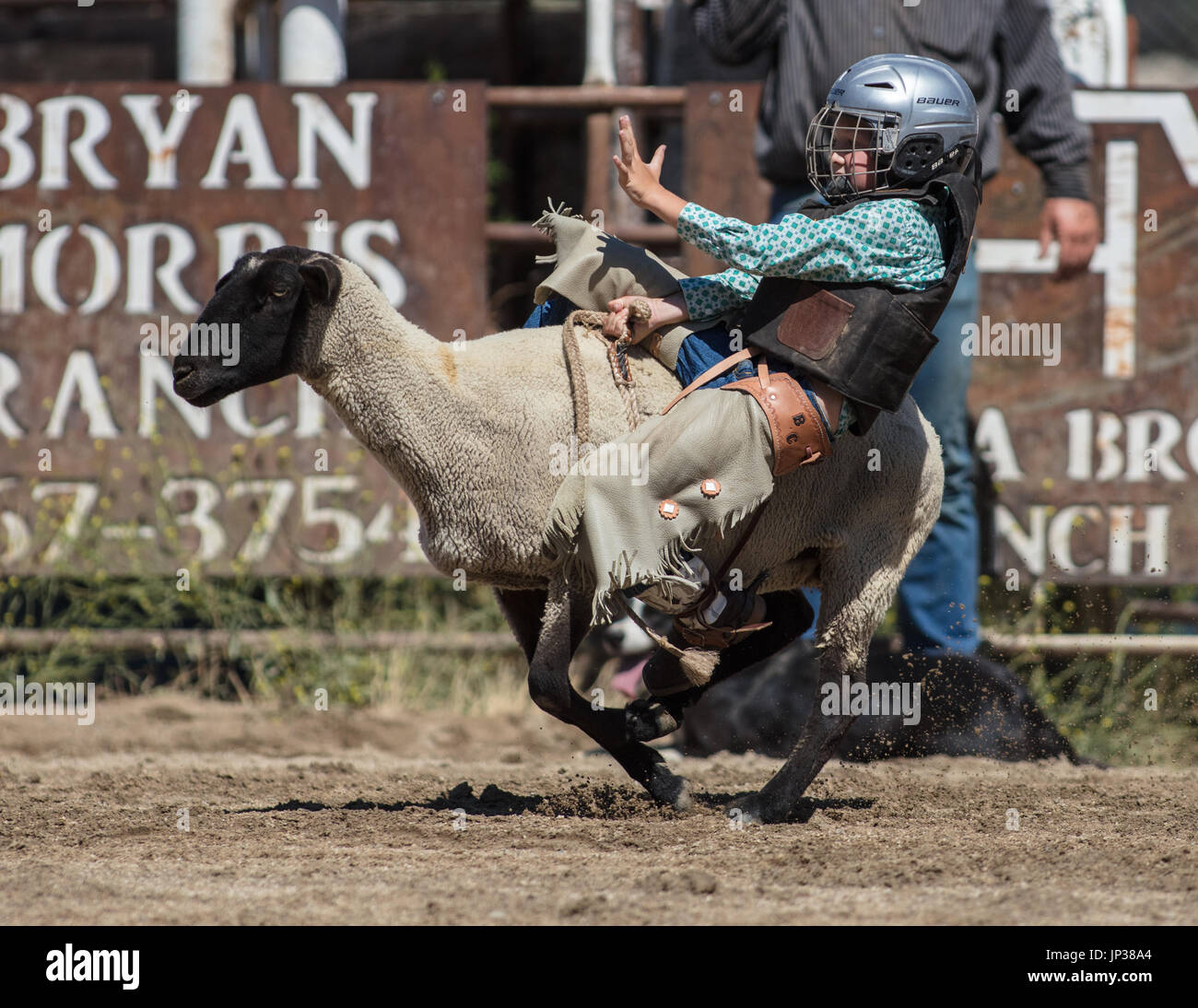 Young children riding sheep in a Mutton Busting even at the Scott ...
